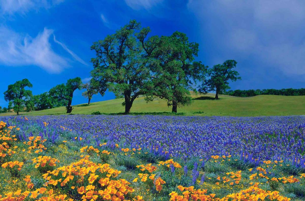 Making Strides Toward a Sustainable Future - Western City Magazine